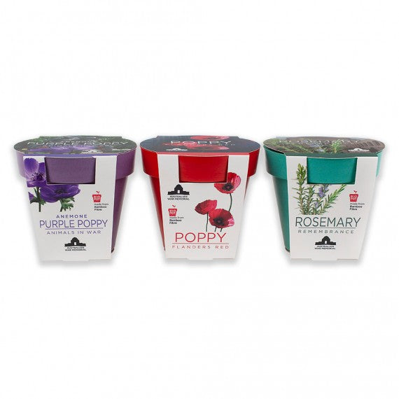 Seedling kit: Grow-Your-Own, Purple poppy – Australian War Memorial
